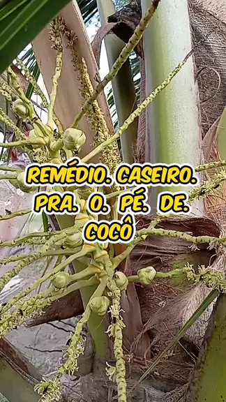 pe de coco:remédio. caseiro. pra. o. pé. de. cocô