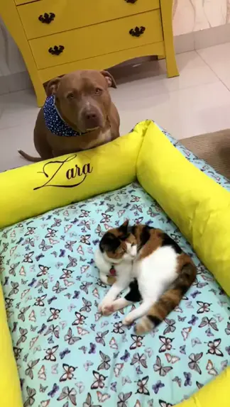 zara german goo girls | Discover