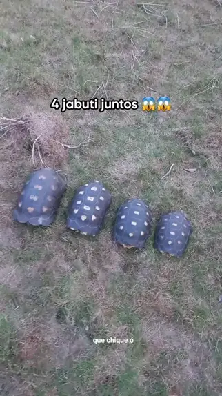 tipos de jabuti:3 jabuti macho e 1 fêmea