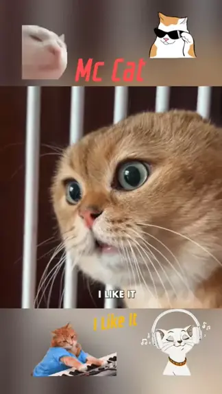 dmc-43 & milky cat dmc 43| Discover