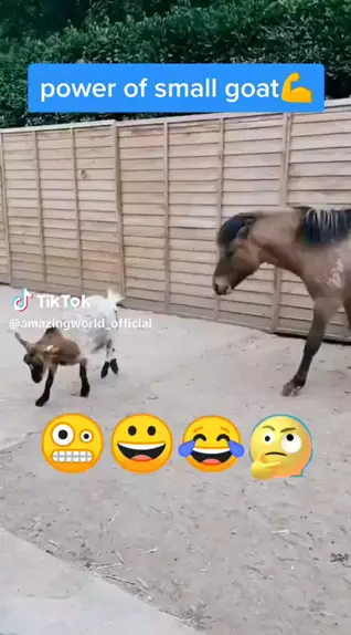 goat yupoo | goat-official.x.yupoo | discover