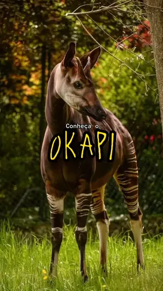 okapi | Discover