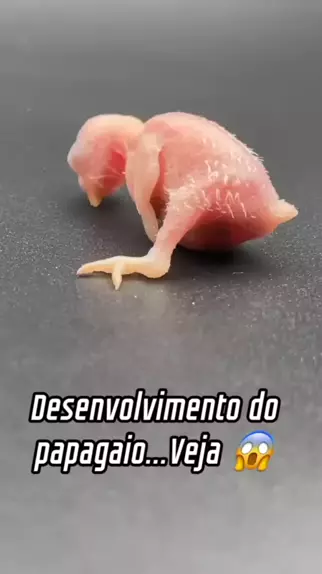 escolha o diagrama que melhor representa papagaios ...| Kwai escolha o diagrama que melhor representa papagaios ...| Kwai